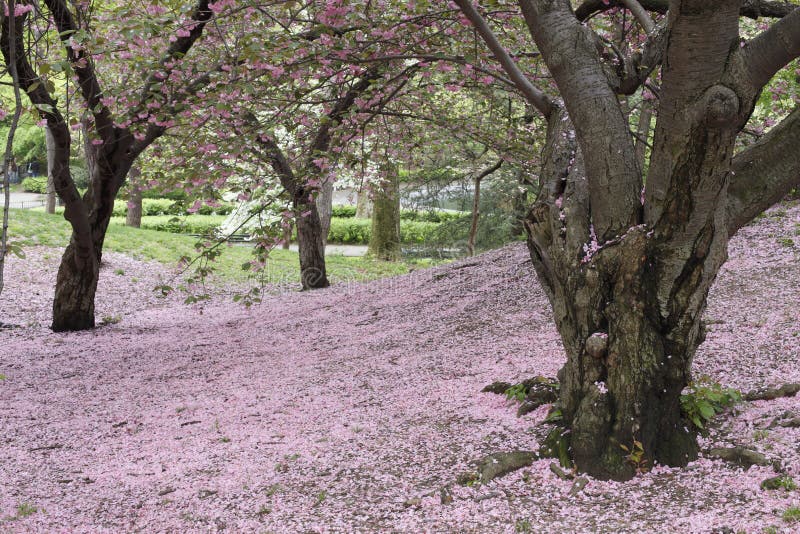De Boom Van De Kers (sargentii Prunus) Stock Foto - Image of roze ...