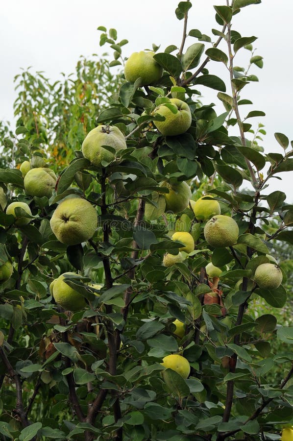 Kweepeerboom stock afbeelding. Image of dieet, groen - 16279631