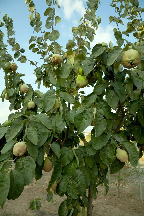 Kweepeerboom Met Rijp Fruit Stock Foto - Image of oogst, eten: 140711884