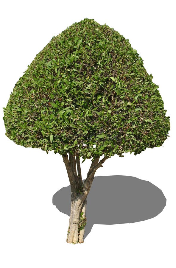 De boom van de laurier stock afbeelding. Image of gevormd - 17010127