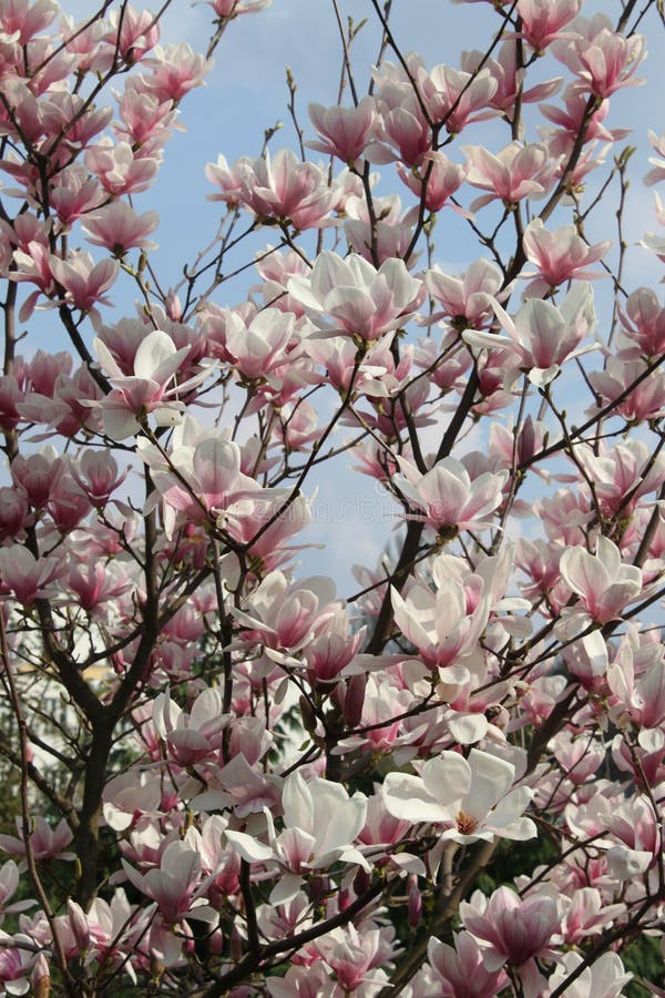 Magnolia boom stock afbeelding. Image of nave, bloemen - 13817653