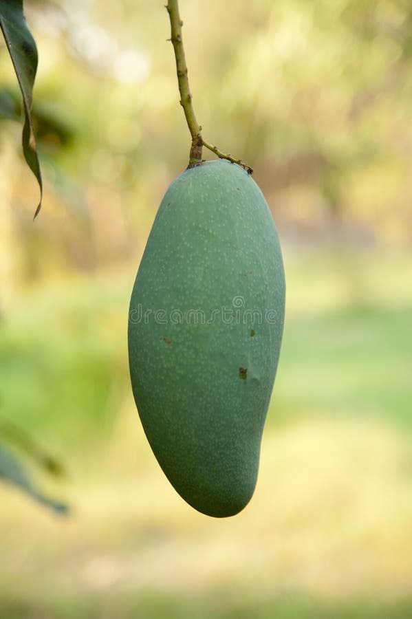 De boom van de mango stock afbeelding. Image of landbouw - 23967381