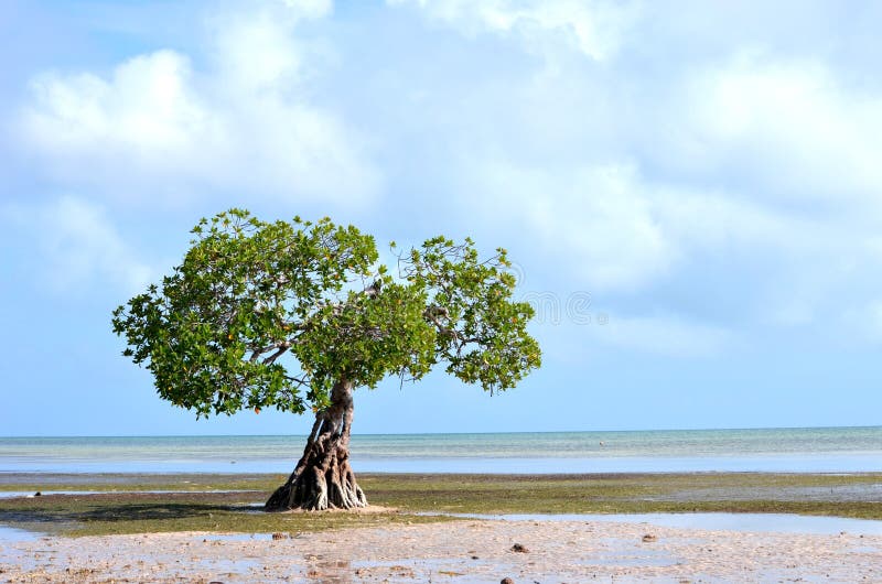 De Boom van de mangrove stock foto. Image of mangrove - 28624132