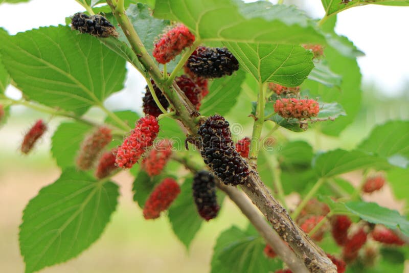 De boom van de moerbeiboom stock afbeelding. Image of lunch - 81942073