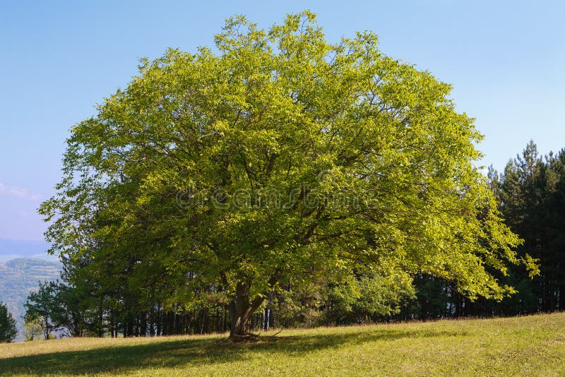 De boom van de okkernoot stock afbeelding. Image of gras - 23611733