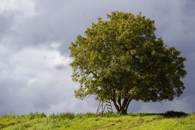 De boom van de okkernoot stock foto. Image of hooiveld - 6629694