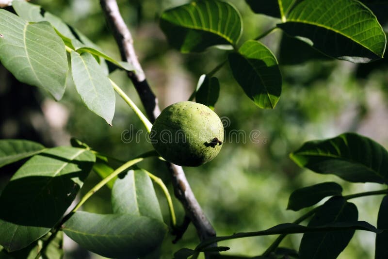 De Boom Van De Okkernoot - Juglans Regia Stock Foto - Image of ...
