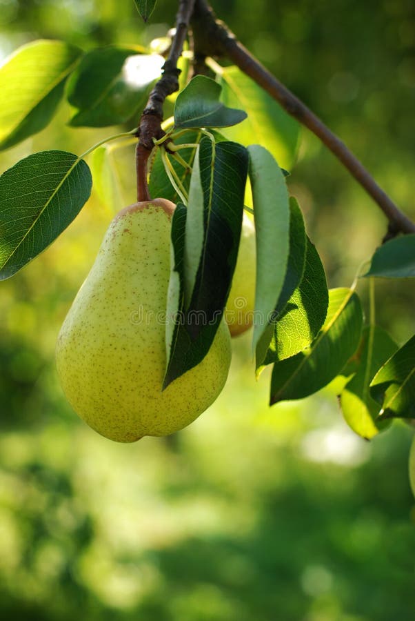 Peerboom stock foto. Image of blad, tuin, sappig, groen - 10789952