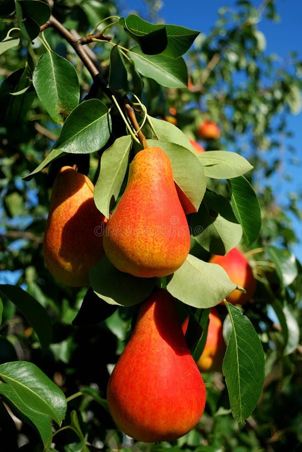 De boom van de peer stock afbeelding. Image of oogst - 21627077