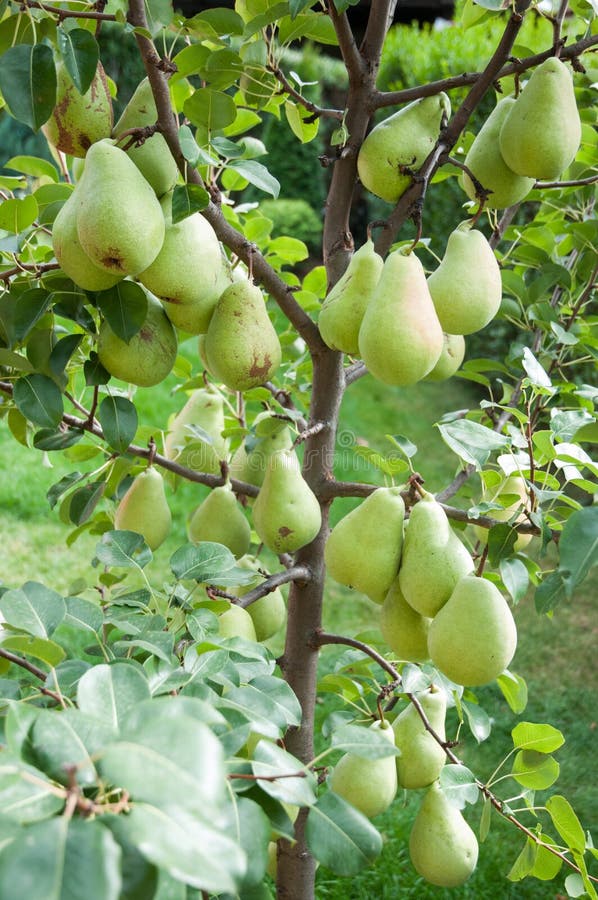 Peer op de boom stock afbeelding. Image of zoet, vrucht - 39324573
