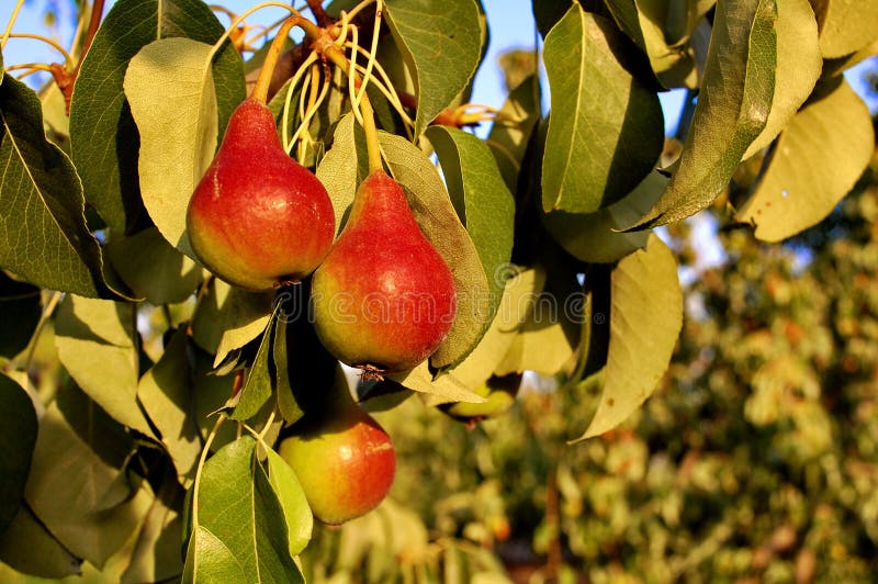 De boom van de peer stock afbeelding. Image of takken - 95900827