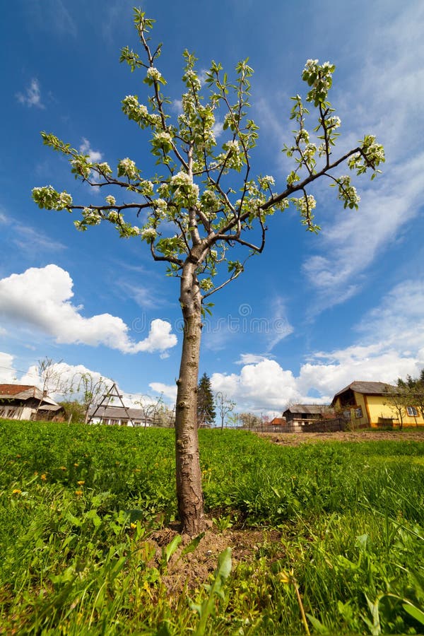 De Boom Van De Peer in Een Tuin Stock Afbeelding - Image of bloeien ...
