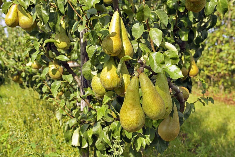 Peerboom met gele peren stock afbeelding. Image of hangen - 26979887