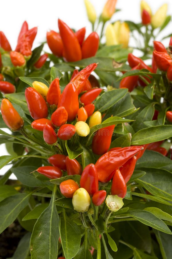 De peperboom stock afbeelding. Image of gezond, oogst - 105282105