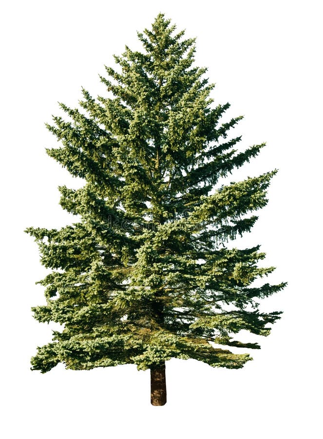 De boom van de pijnboom stock foto. Image of naald, pijnboom - 11802068