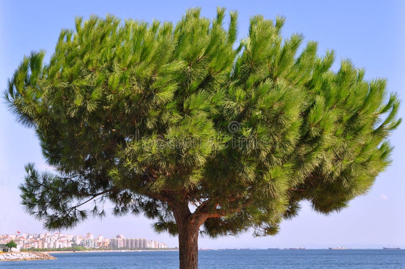 De boom van de pijnboom stock afbeelding. Image of spar - 68901847