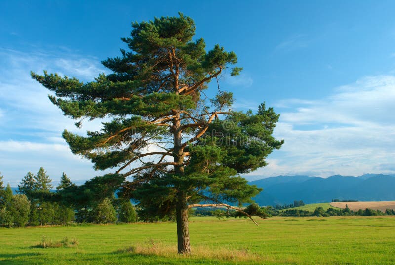 De boom van de pijnboom stock afbeelding. Image of naald - 6453613
