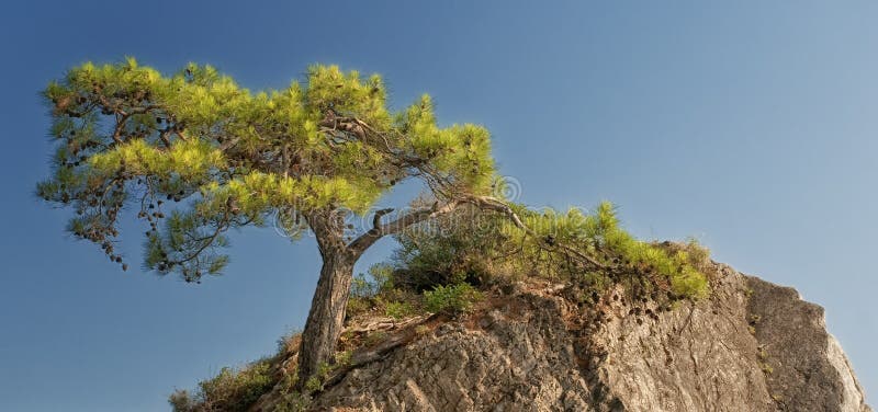 De Boom Van De Pijnboom Op De Rots Stock Afbeelding - Image of niemand ...