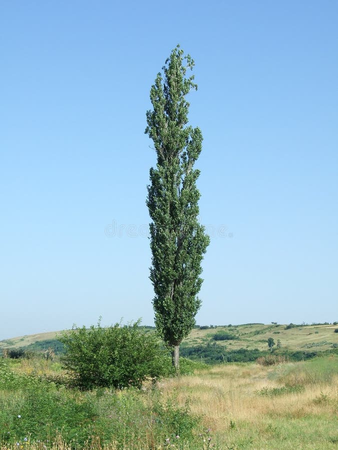 De boom van de populier stock afbeelding. Image of weide - 21013313