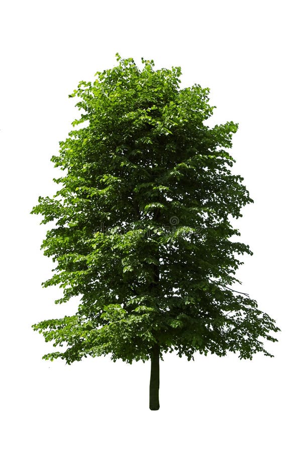 De boom van de populier stock foto. Image of kleur, blad - 15049202