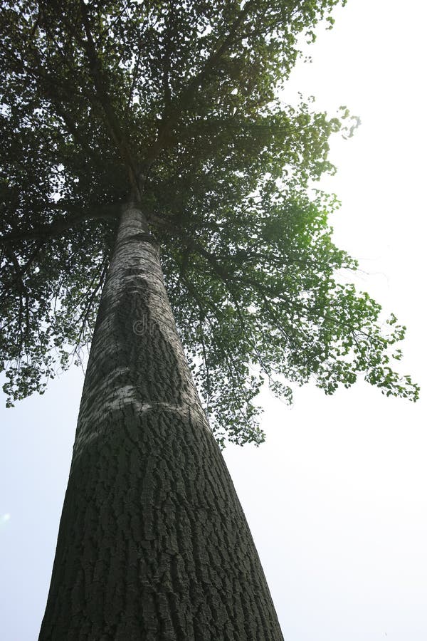 De boom van de populier stock foto. Image of boomstam - 40878058