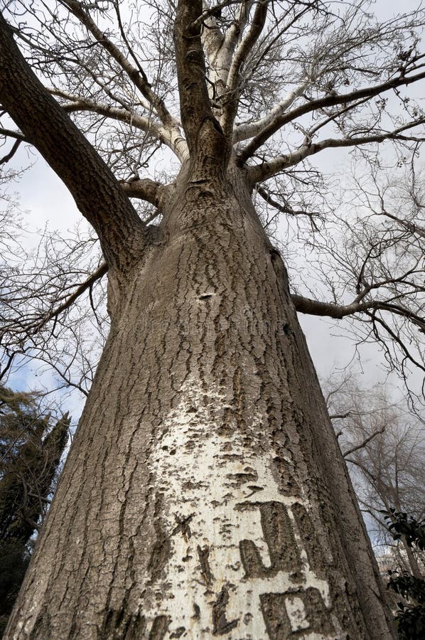 De Boom Van De Populier in De Winter Stock Afbeelding - Image of naakt ...