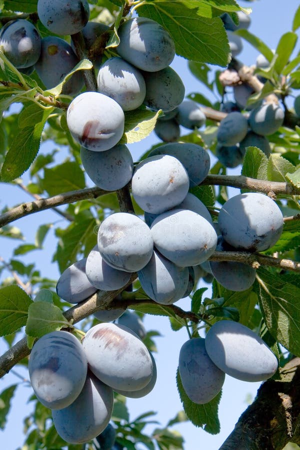 De boom van de pruim stock foto. Image of vers, pruim - 6380504