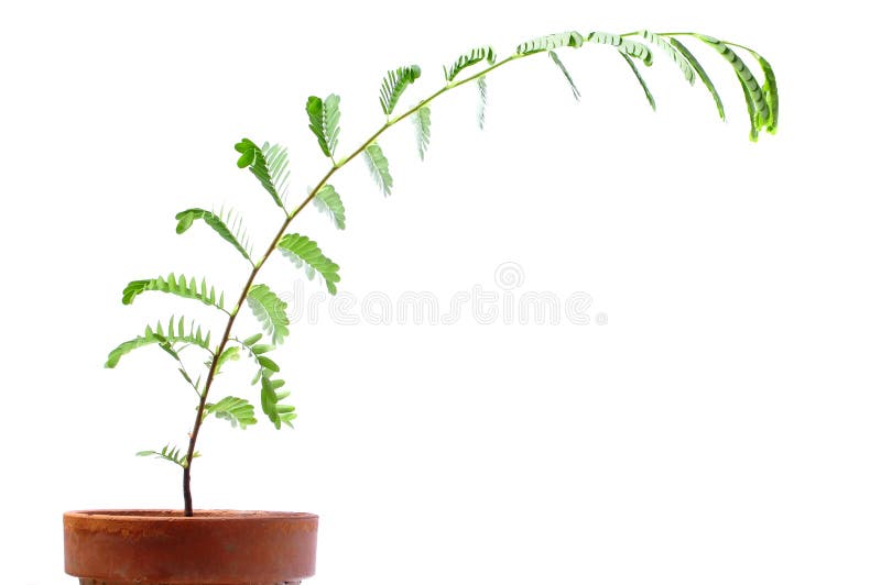 Tamarindeboom stock afbeelding. Image of groen, bladeren - 26865385