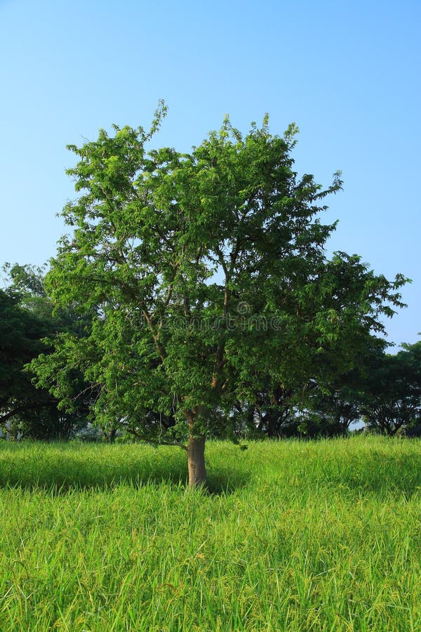 De Boom Van De Tamarinde in Het Rijstlandbouwbedrijf Stock Afbeelding ...