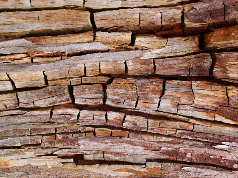 Boomtextuur stock afbeelding. Image of huid, teken, milieu - 14248787