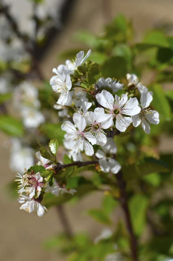 De Boom van de zure Kers stock foto. Image of bloemblaadje - 53445530