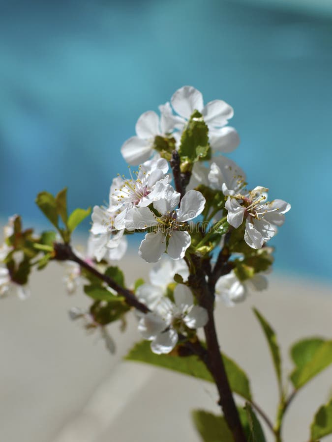 De Boom van de zure Kers stock foto. Image of bloemblaadje - 53445530