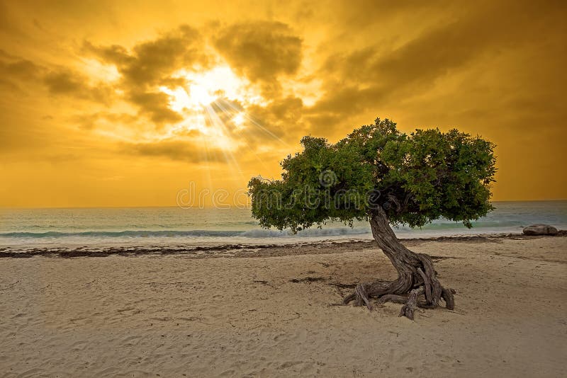 Divi Tree Op Eagle-strand Aruba Bij Zonsondergang Stock Afbeelding ...