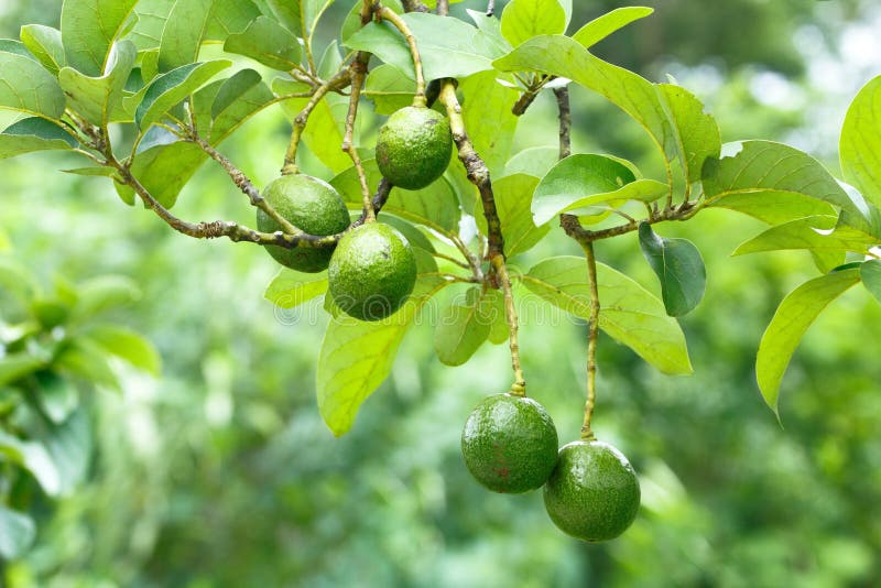 De Boom Van Het Avocadofruit Stock Foto - Image of nave, groen: 72789538