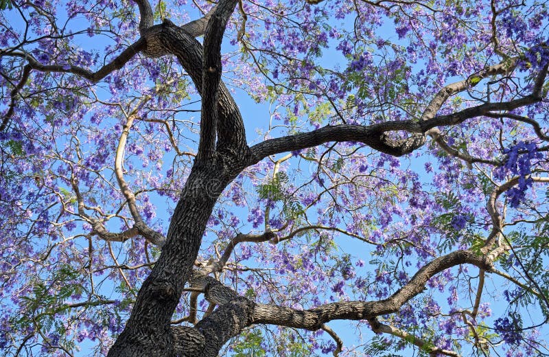 De Boom Van Jacarandamimosifolia, Stock Foto - Image of takken, amerika ...