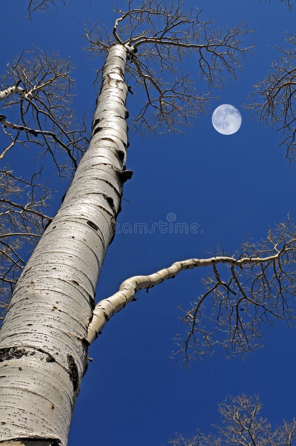De Boom-witte Berk Van De Berk Soorten Stock Afbeelding - Image of boom ...