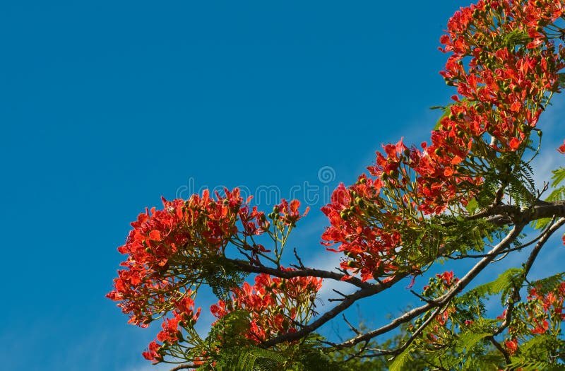 Bloeiende Flamboyant Boom Met Rode Bloemen Stock Foto - Image of gras ...