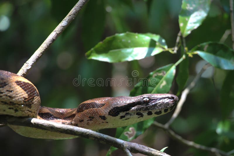 De boomboa van Madagascar stock afbeelding. Image of uitziend - 105422311