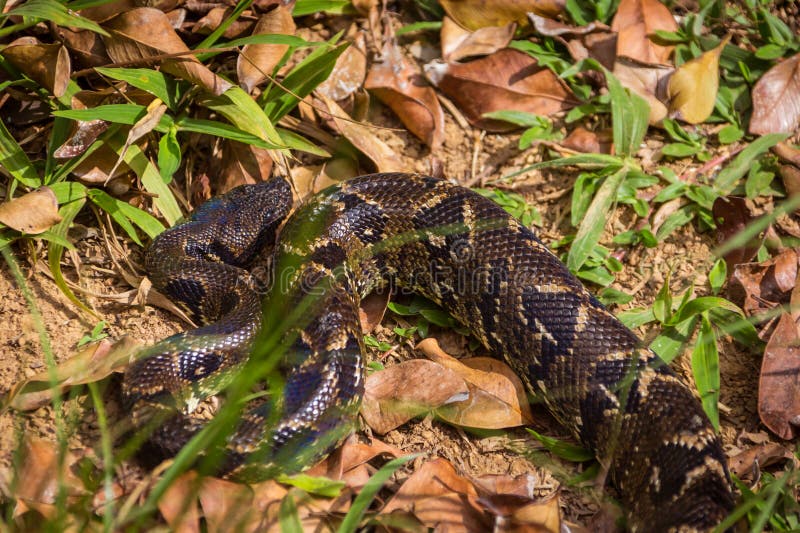 De boomboa van Madagascar stock foto. Image of dier, bruin - 63970622