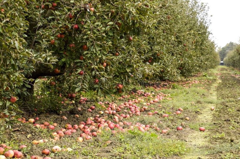 De Boomgaard Van De Appel Rijen Van Bomen En Het Fruit Van De Grond ...