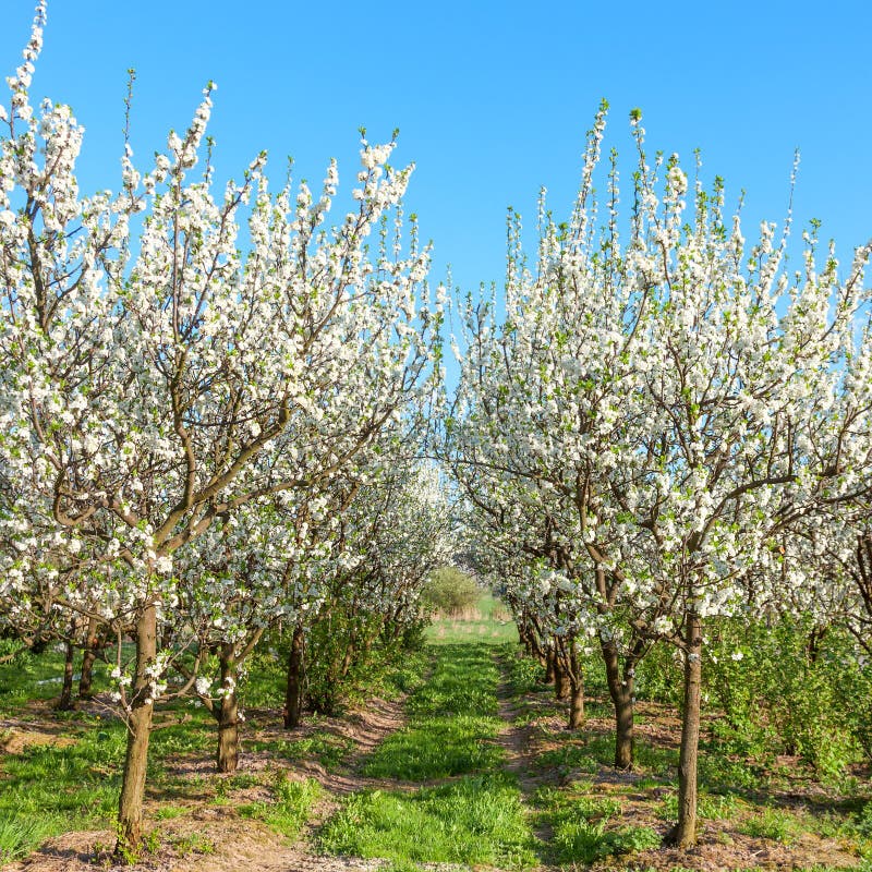 De Tot Bloei Komende Boomgaard Van Appelbomen Stock Foto - Afbeelding ...