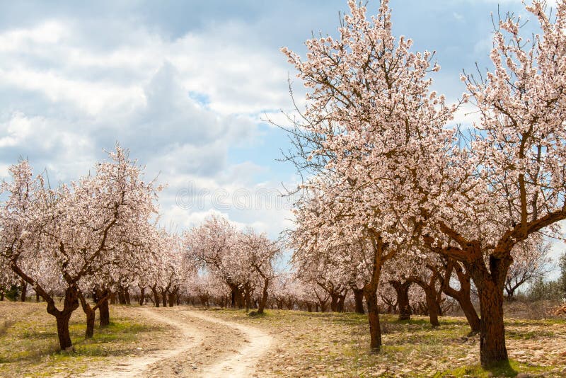 De Boomgaard Van De Amandelboom Stock Foto - Image of gewas, vrucht ...