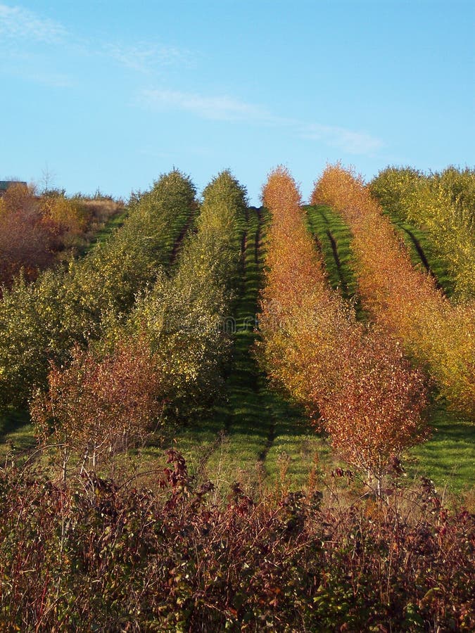 De Boomgaard van de appel stock afbeelding. Image of bomen - 337355