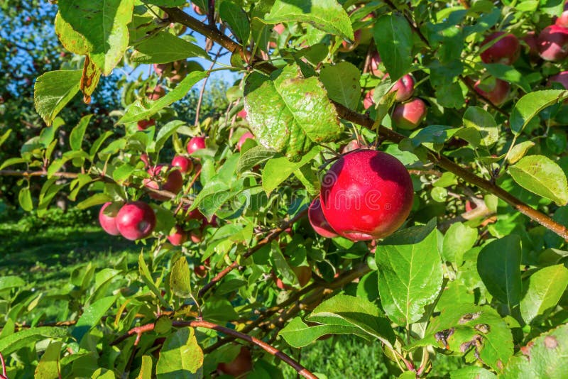 De Boomgaard van de appel stock foto. Image of gezond - 21538334