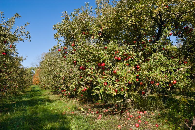 De Boomgaardoogst Van De Appel Stock Afbeelding - Image of landbouw ...