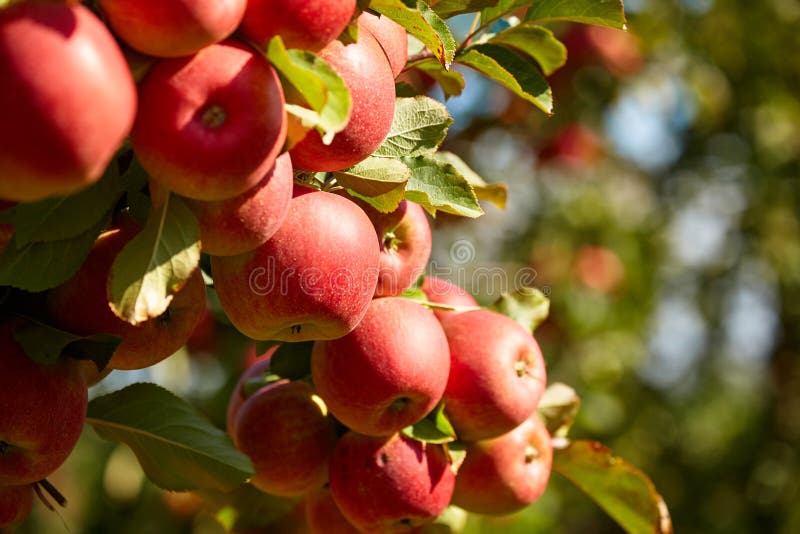 Appelboomgaard Met Het Oog Op De Ondergrondse Teelt En De in Het Najaar ...