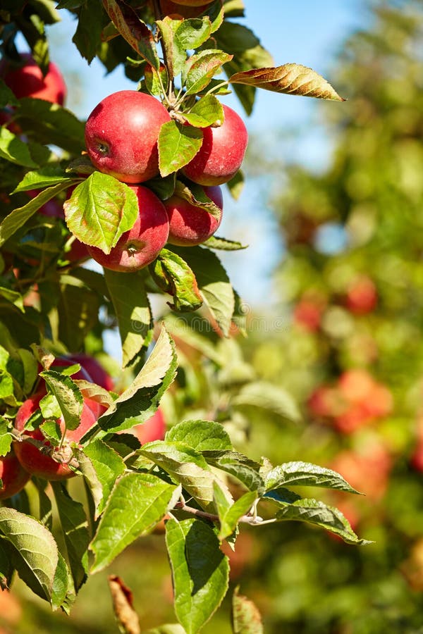 Appelboomgaard Met Het Oog Op De Ondergrondse Teelt En De in Het Najaar ...