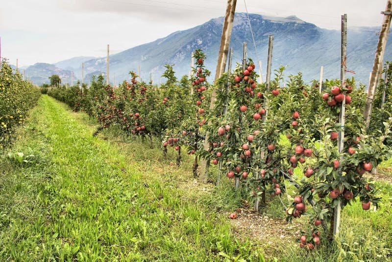 Appelboomgaard stock afbeelding. Image of landbouw, bergen - 8101001