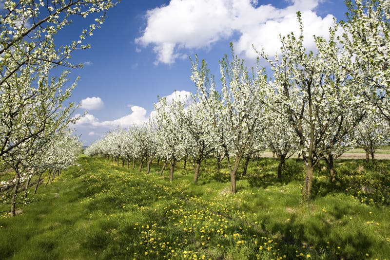 Boomgaard met appelbomen stock afbeelding. Image of appel - 17311529