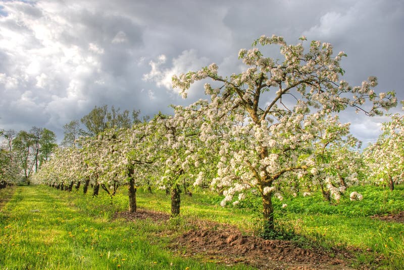 De Boomgaard Van De Appel in Bloesem Stock Afbeelding - Image of ...